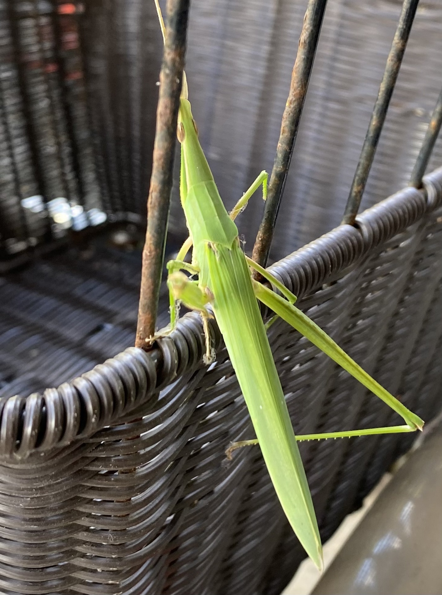 自動思考くん 〜弱さを受け入れて〜: 「 パート主夫でも いいですか？」